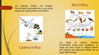 Flujo de energia | PPTX