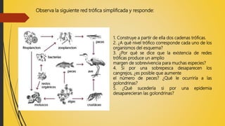 Flujo de energia | PPTX