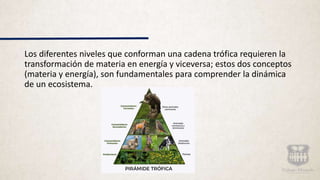flujo de materia y energía ecosistemas. | PPTX