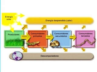 flujo de energía en ecosistemas (mediante cadenas y redes tróficas) | PPT