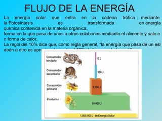 flujo de energía en ecosistemas (mediante cadenas y redes tróficas) | PPT