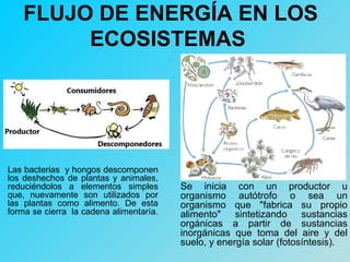flujo de energía en ecosistemas (mediante cadenas y redes tróficas) | PPT