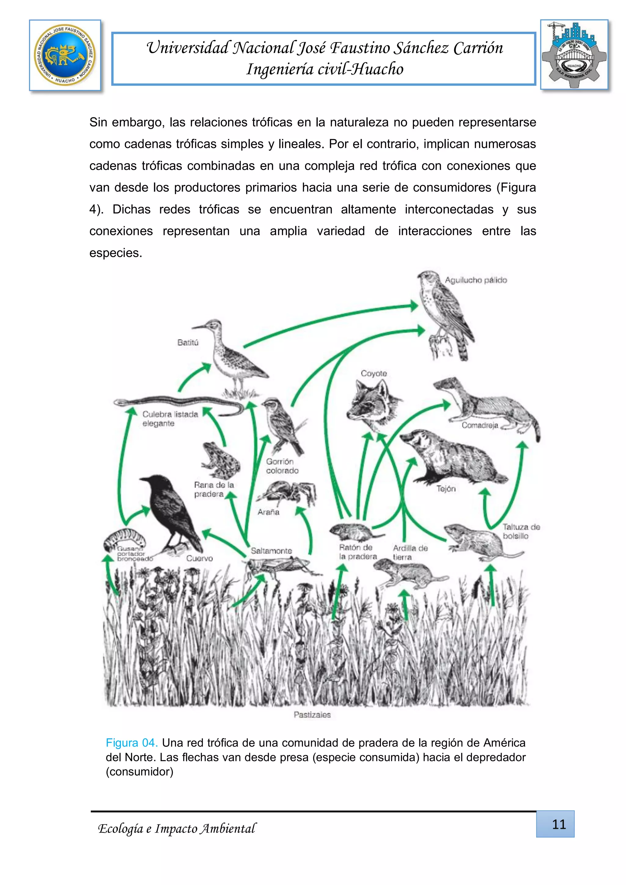 Flujo de energia en los ecosistemas | PDF