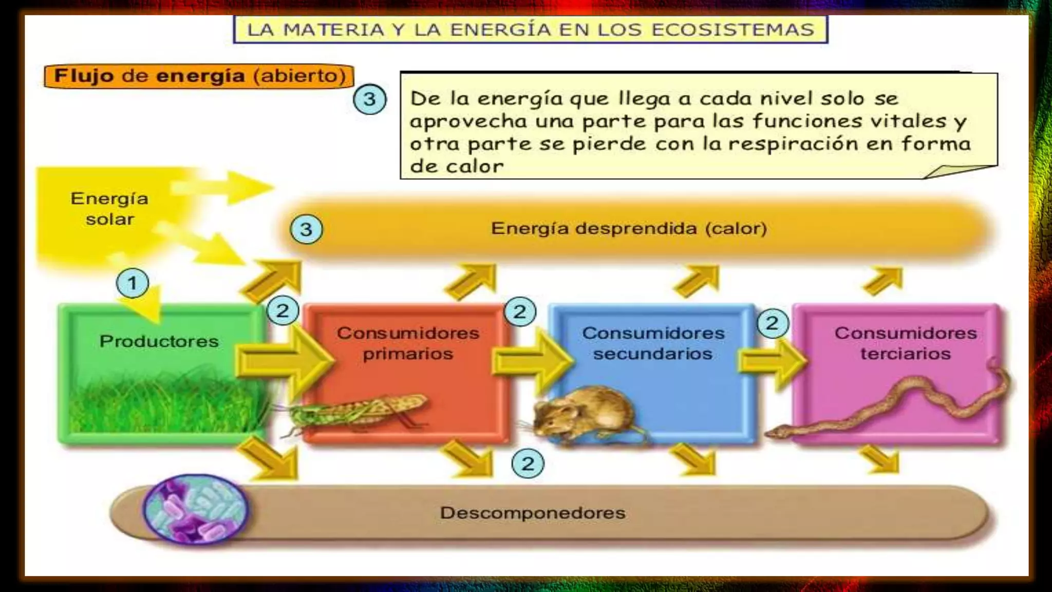 Flujo De Energía En Los Ecosistemas