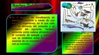 Flujo de energia en los ecosistemas | PPTX