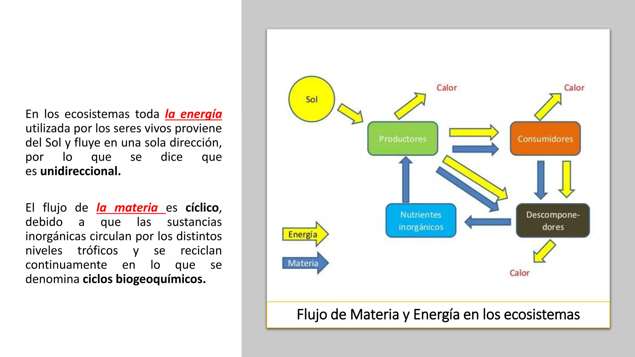 Flujo de Materia y Energía.pptx