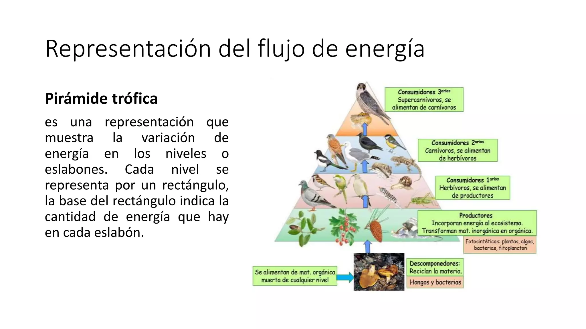 Flujo de Materia y Energía.pptx