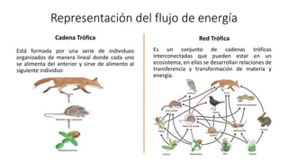 Flujo de Materia y Energía.pptx