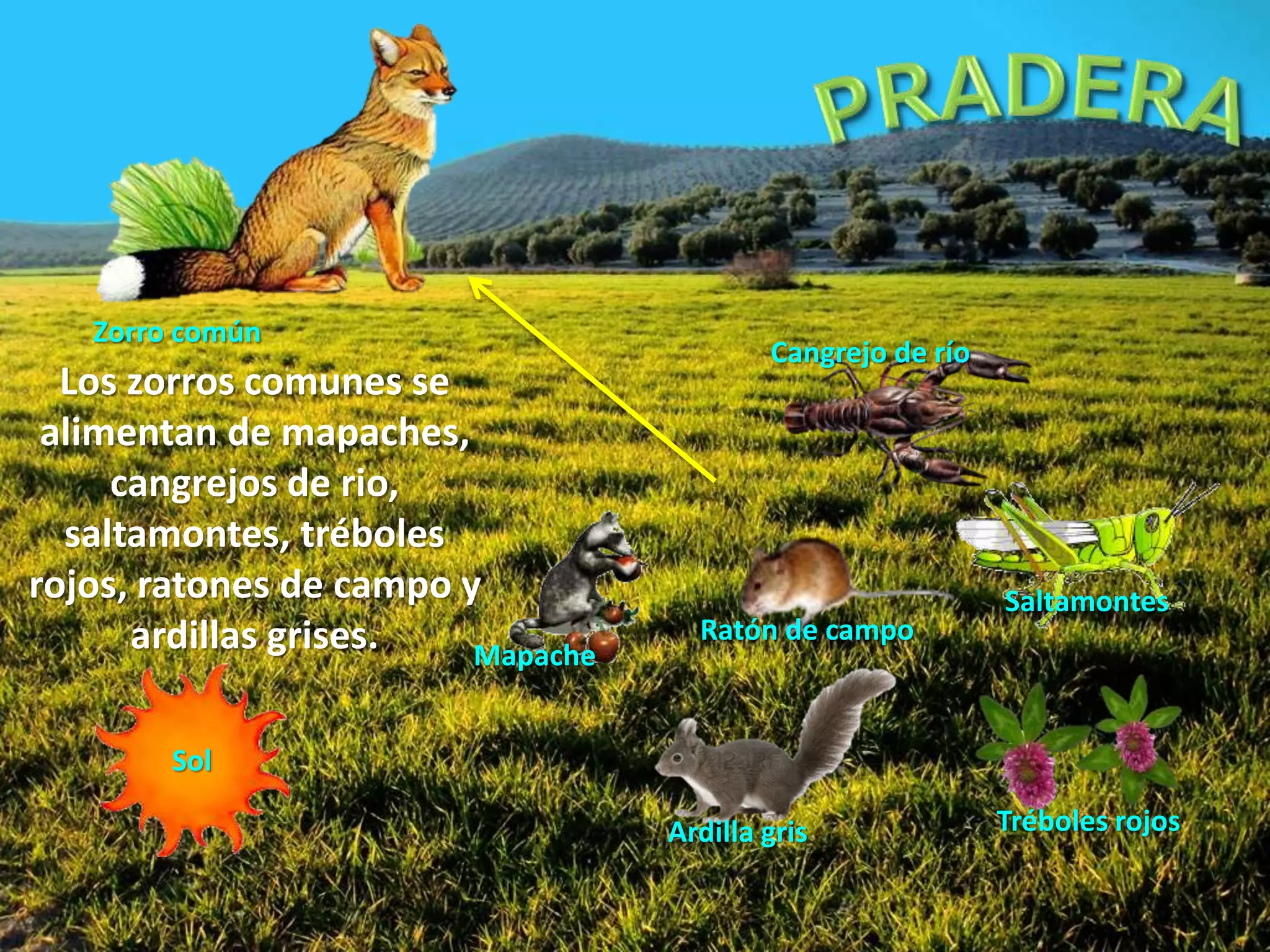 Flujo de materia y energía en los ecosistemas | PPTX