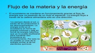 FLUJO_DE_MATERIA_Y_ENERGIA EN ECOSISTEMASpptx | PPTX