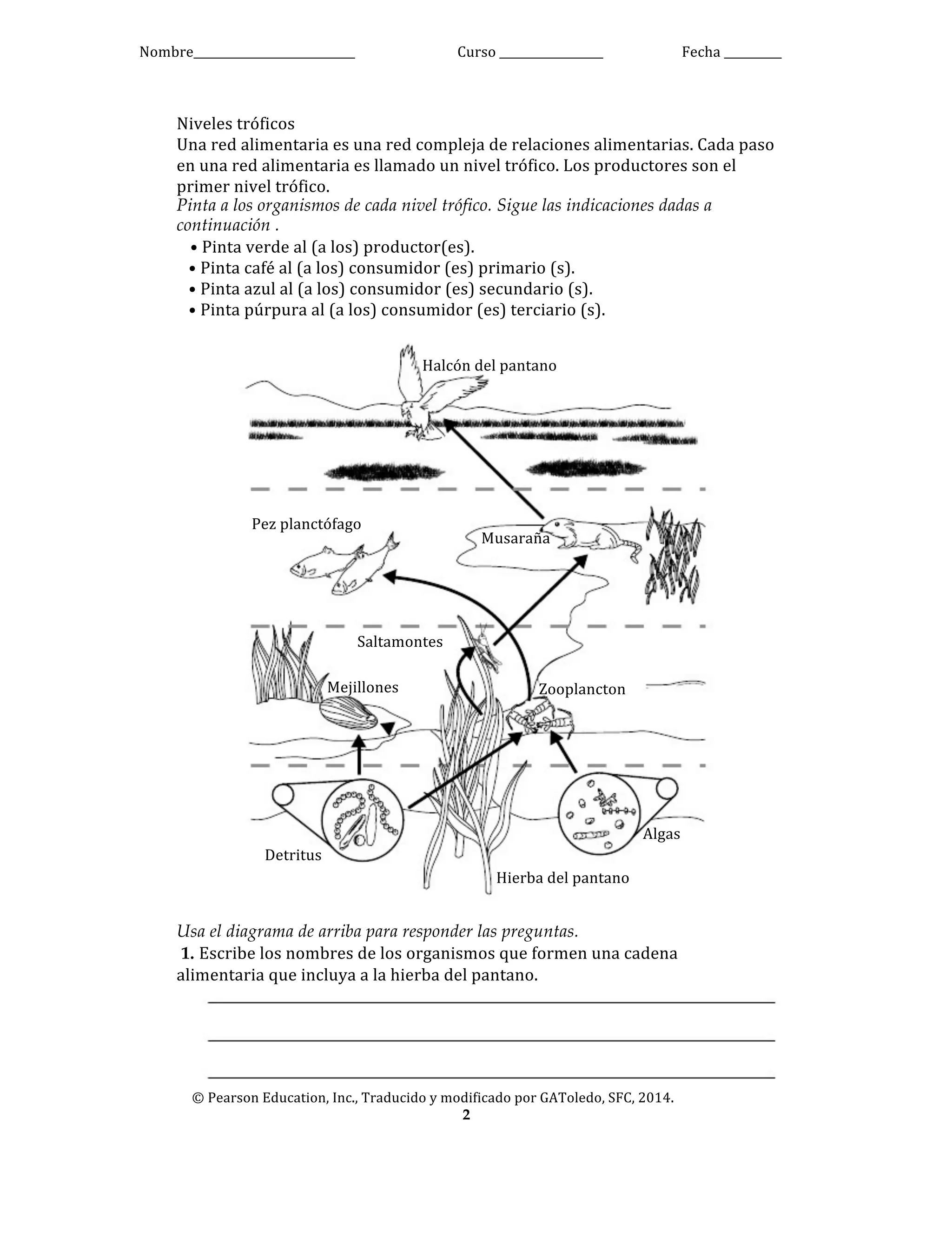 Flujo energético en cadenas alimentarias. Guía de trabajo | PDF | Food ...