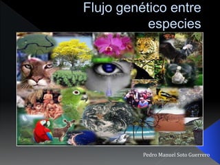 Flujo Genético entre Poblaciones | PPTX