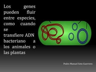 Flujo Genético entre Poblaciones | PPTX