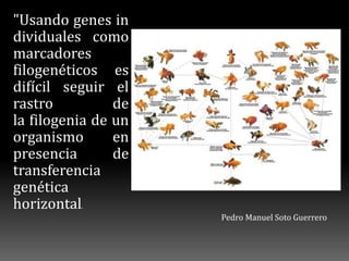 Flujo Genético entre Poblaciones | PPTX