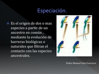 Flujo Genético entre Poblaciones | PPTX