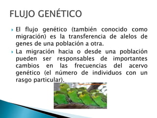 Flujo Génético y Deriva Genética | PPTX