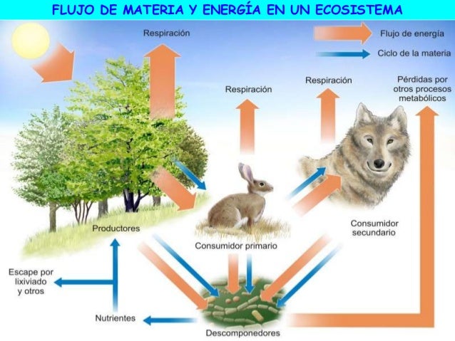 Flujo de materia y energía 4 ESO