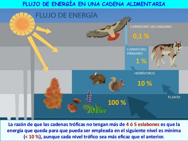 Flujo de energía en las redes alimentarias. Flujo de energía en las redes alimentarias.