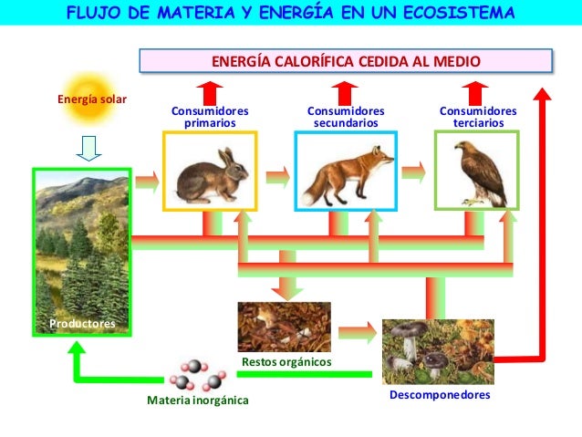 Flujo de materia y energía 4 ESO