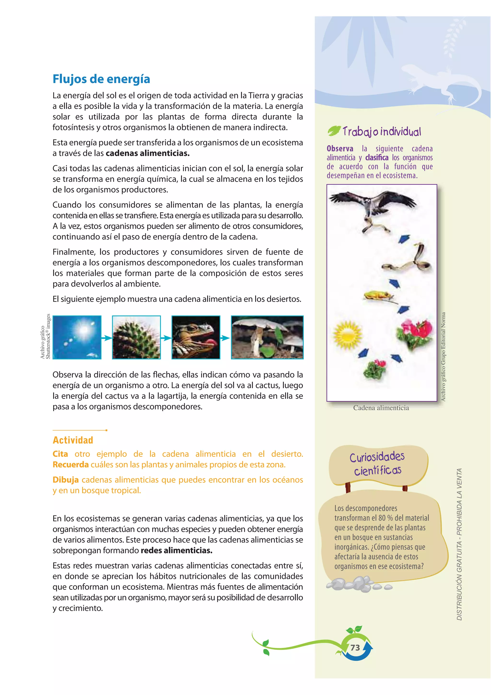 Flujos de energía entre los niveles tróficos | PDF