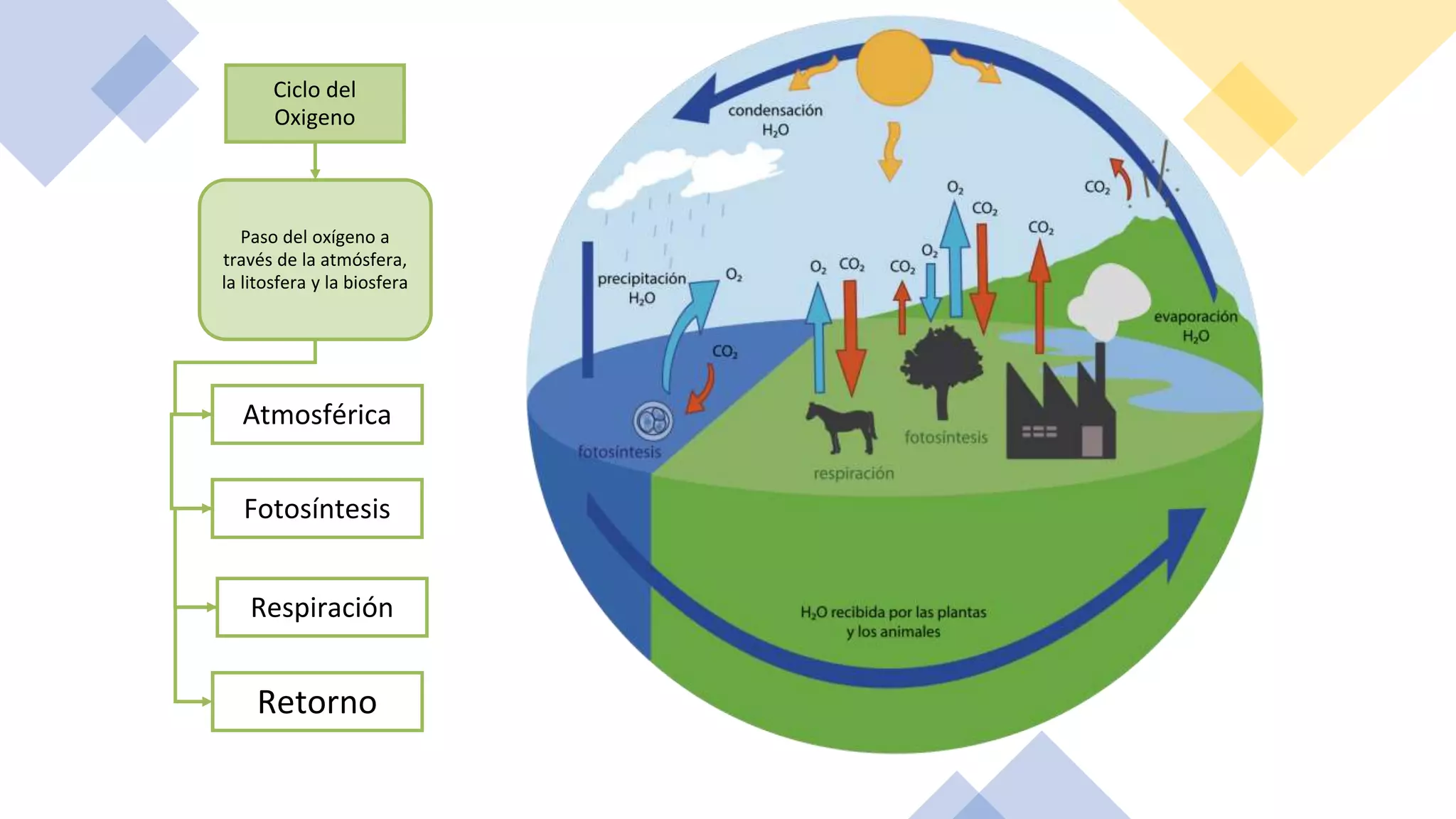 Flujos de energía y Cadena trófica | PPTX