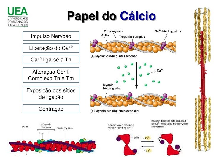 Flúor e Cálcio
