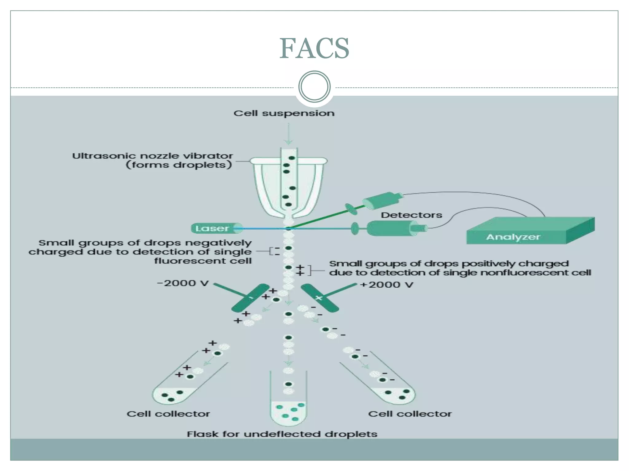 Fluorescence Activated Cell Sorting Facs Pptx