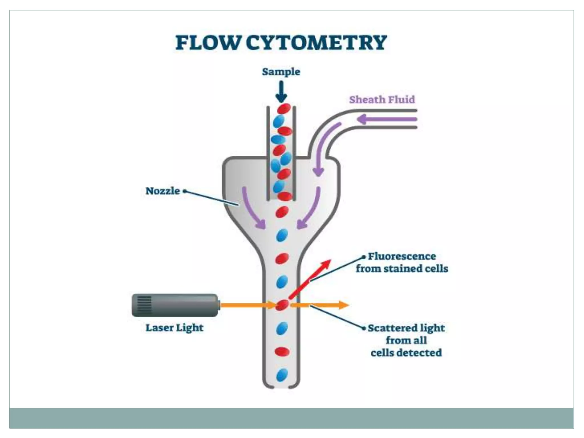 Fluorescence Activated Cell Sorting Facspptx Physics Science