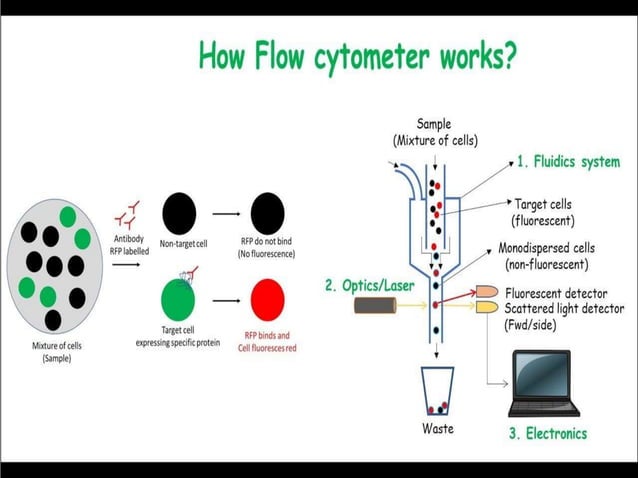 Fluorescence Activated Cell Sorting Facspptx Physics Science