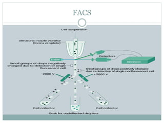 Fluorescence-activated Cell Sorting (FACS).pptx