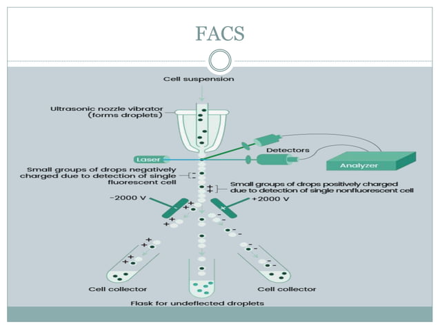 Fluorescence Activated Cell Sorting Facspptx Physics Science