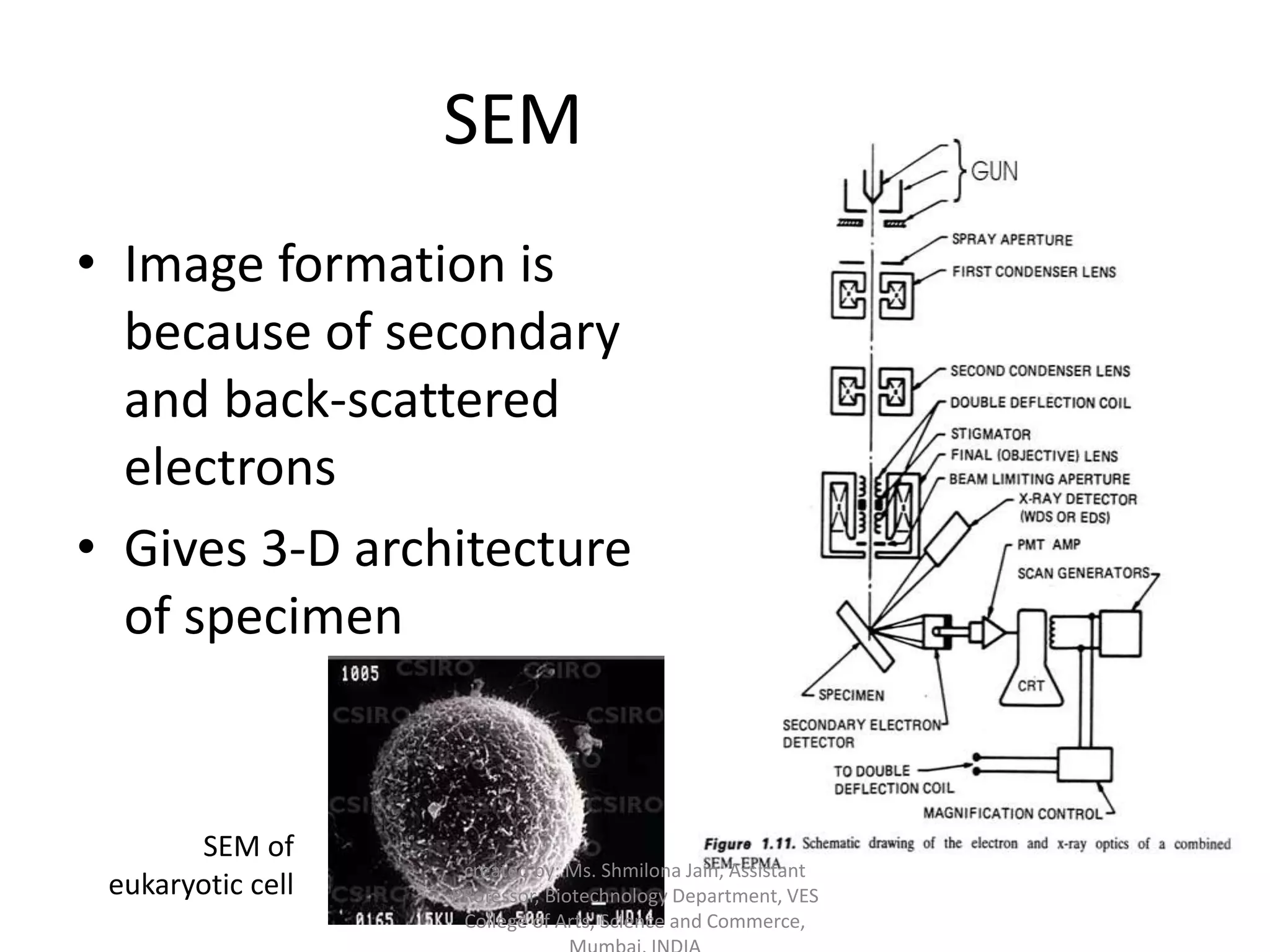 Fluorescence and electron microscopy | PPTX
