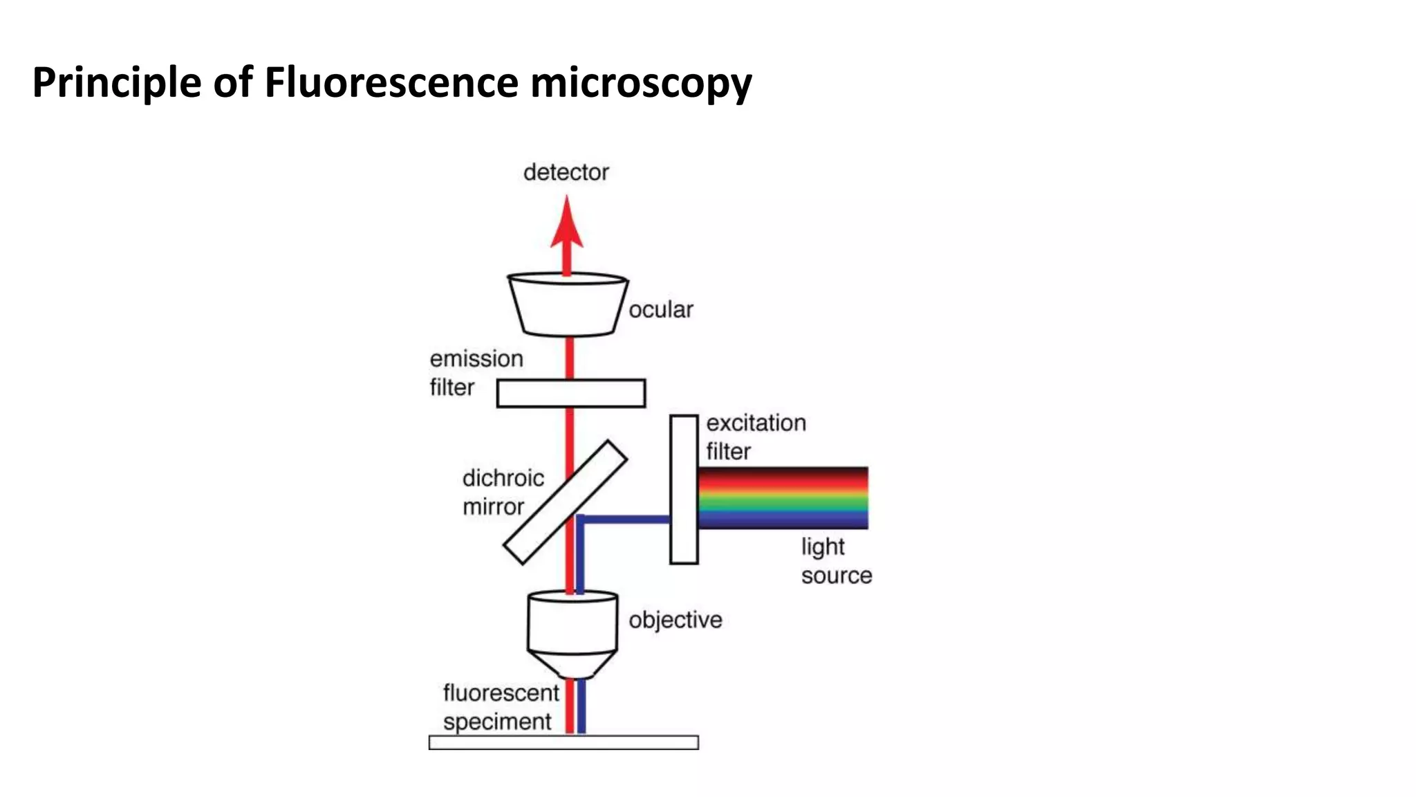Basic Application of Fluorescence in biology | PPTX