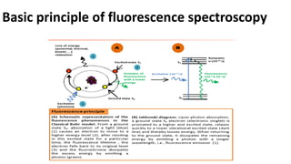 Basic Application of Fluorescence in biology | PPTX