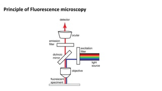 Basic Application of Fluorescence in biology | PPTX