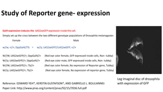 Basic Application of Fluorescence in biology | PPTX