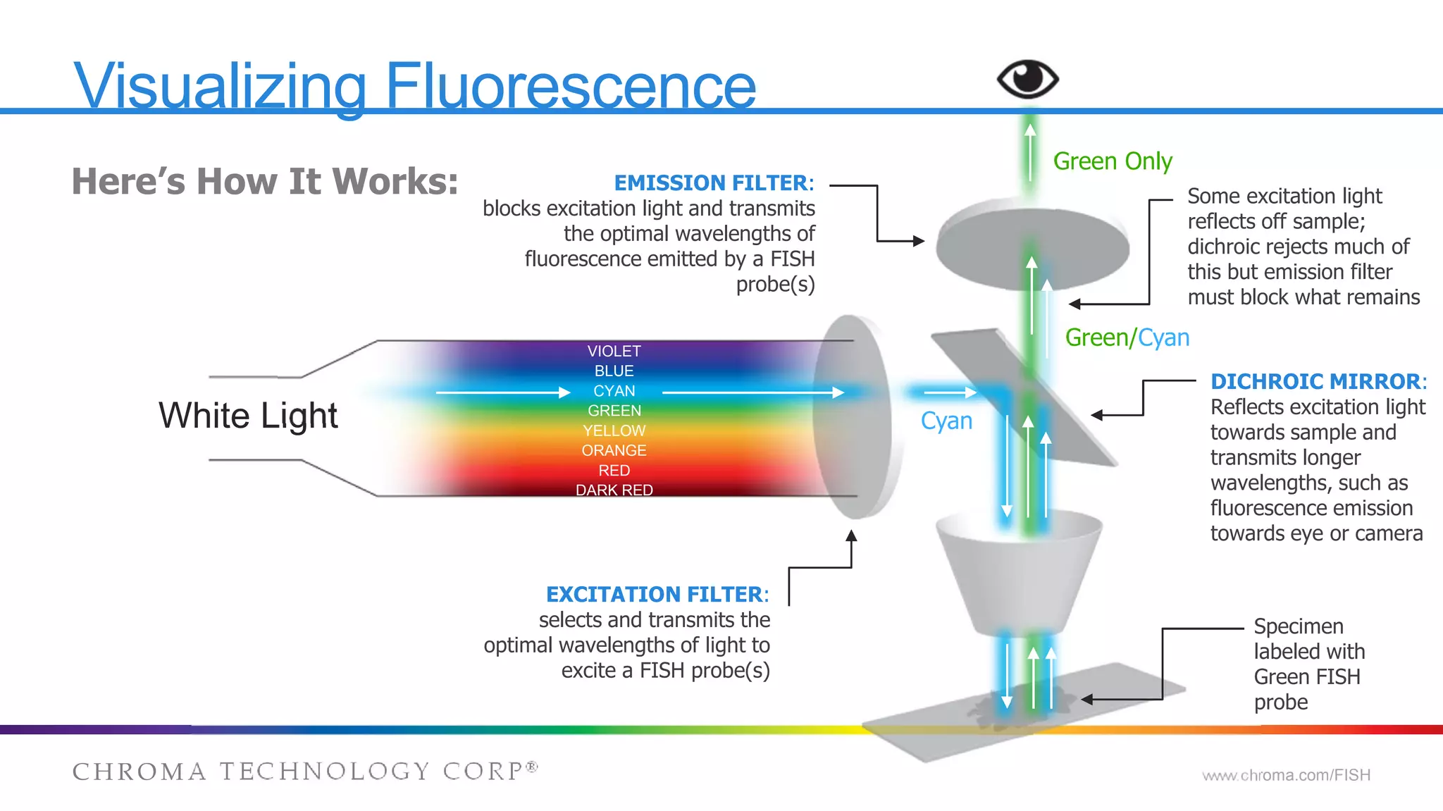 FLUORESCENCE FILTERS FOR FISH- Fluorescence in situ hybridization.pdf