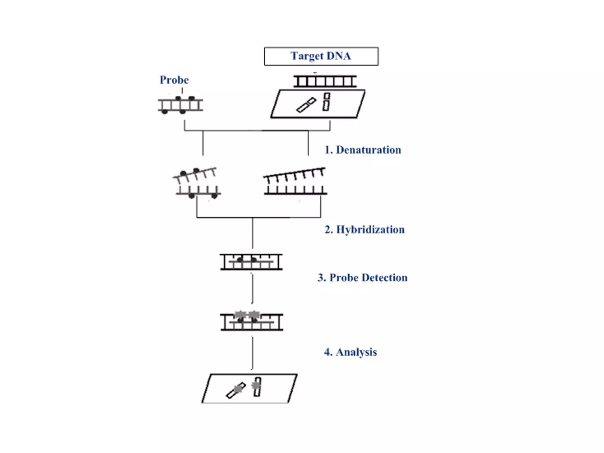 Fluorescence in situ hybridization | PPT