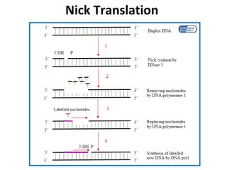 Fluorescence in situ hybridization | PPT