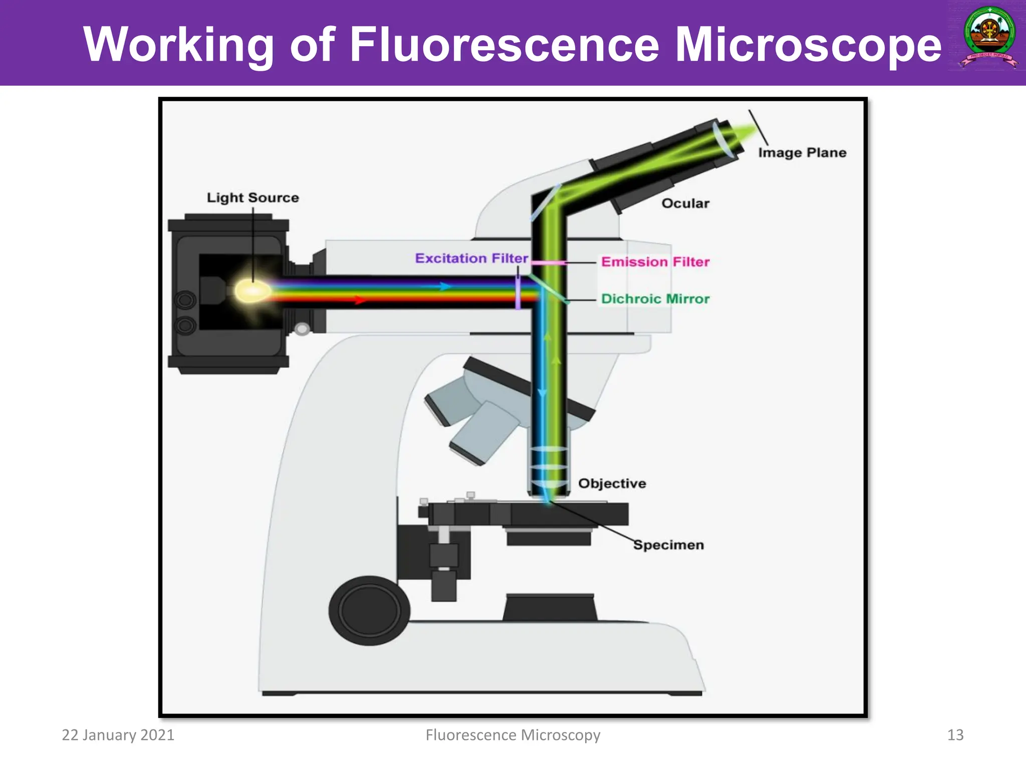 Fluorescence Microscope.pdf fluorescent microscopy | PDF