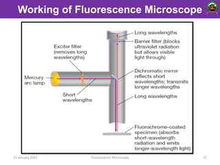 Fluorescence Microscope.pdf fluorescent microscopy | PPT