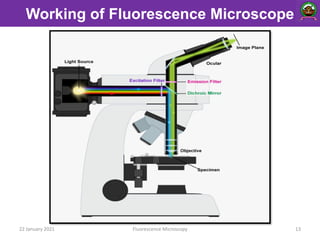 Fluorescence Microscope.pdf fluorescent microscopy | PPT