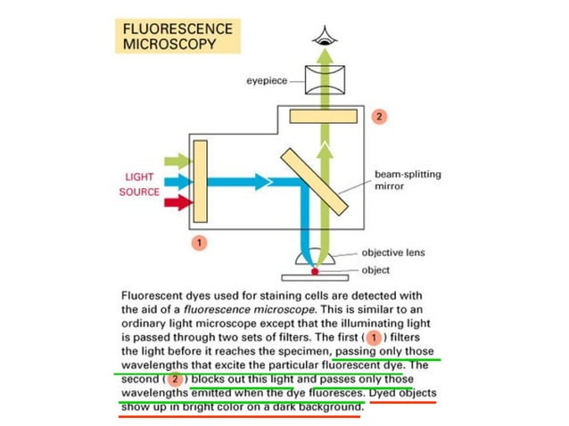 Fluorescence Microscopy | PPT | Chemistry | Science