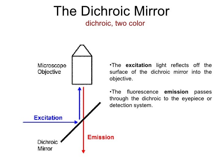 Fluorescence Microscopy