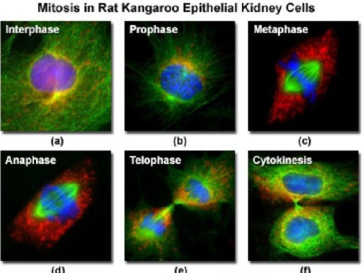 Fluorescence Microscopy