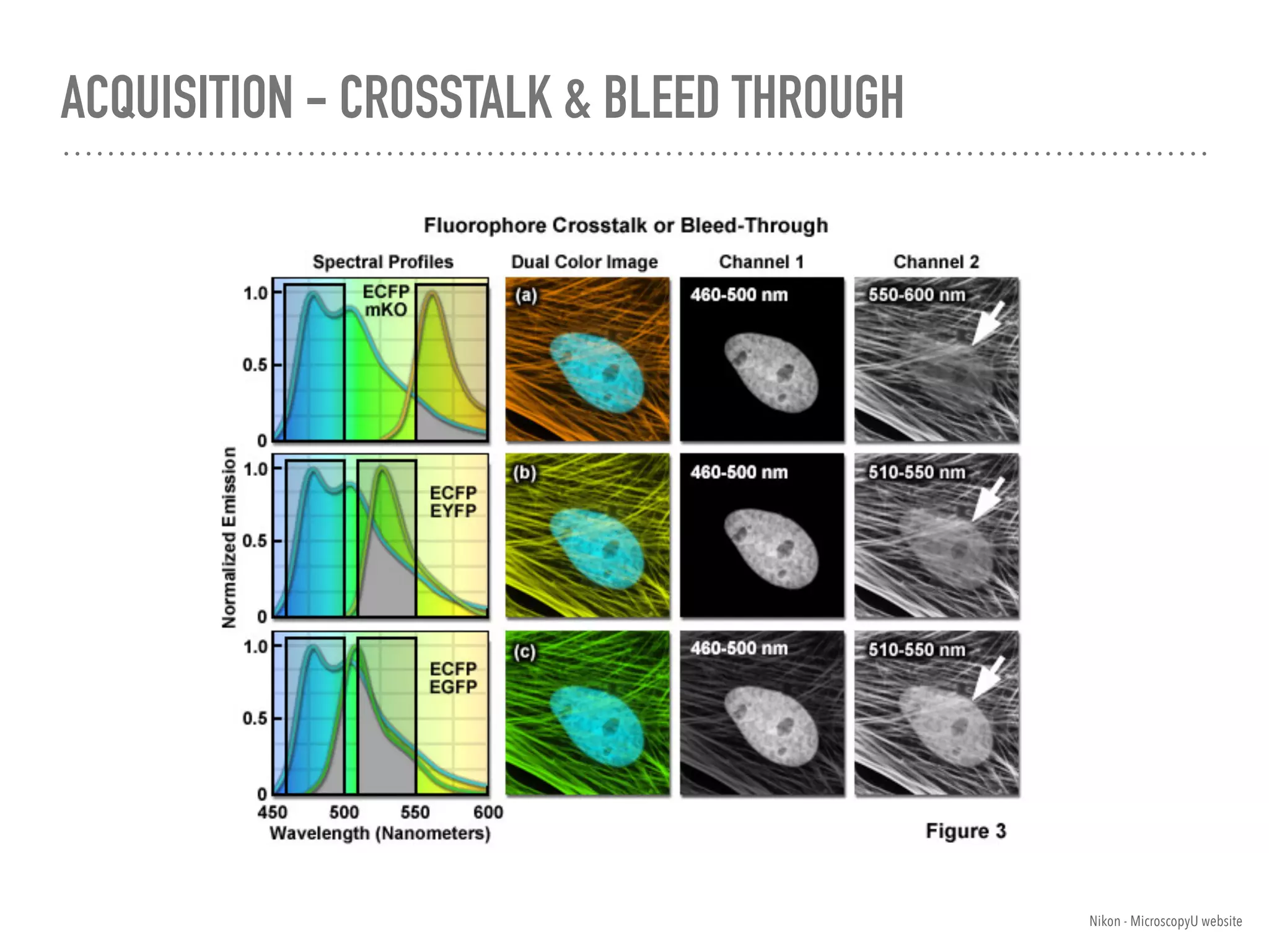 Fluorescence microscopy introduction | PDF