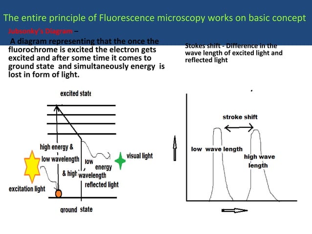 Fluorescence microscopy | PPT