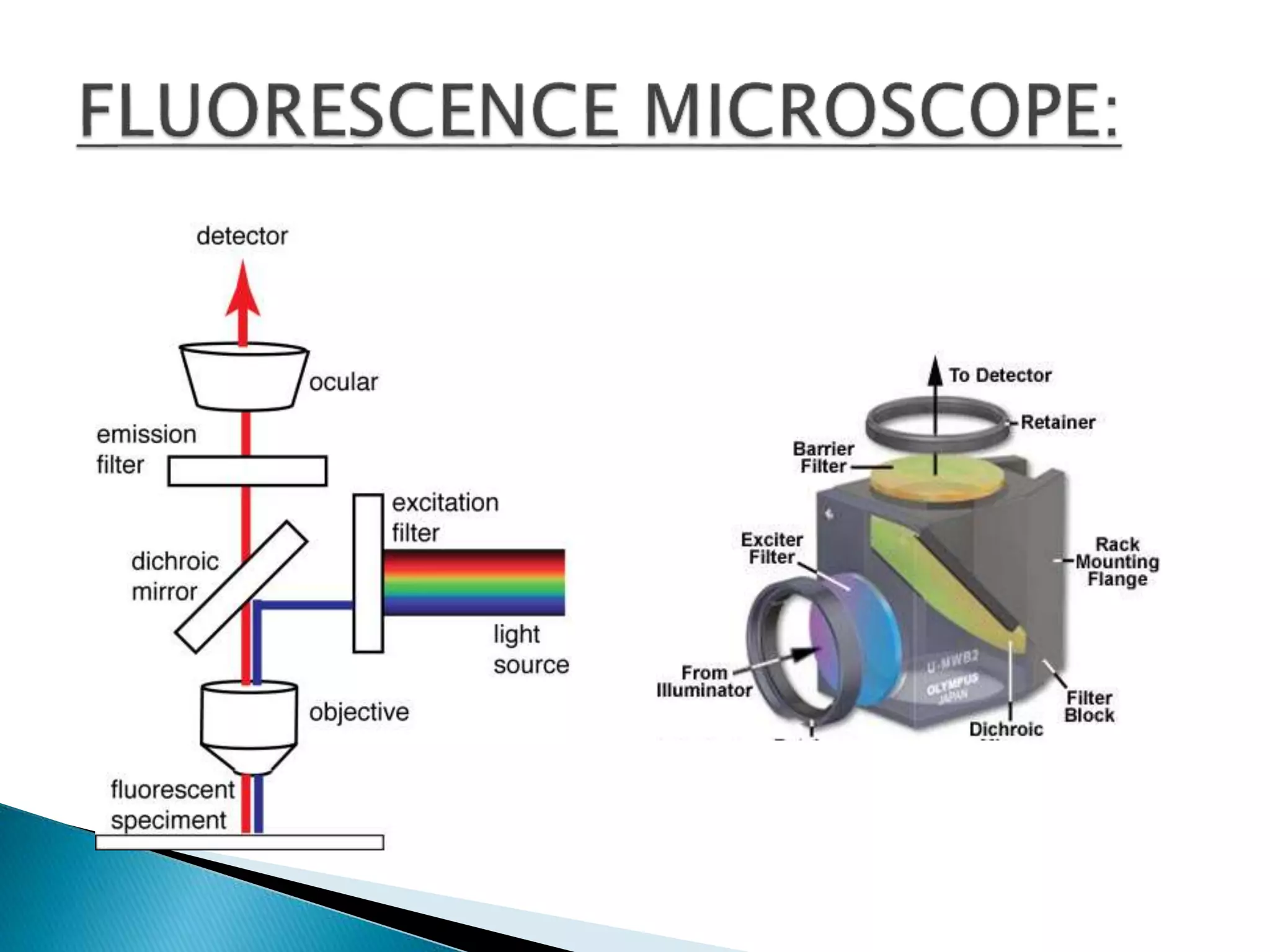 Fluorescence microscopy | PPTX | Biological Sciences | Science