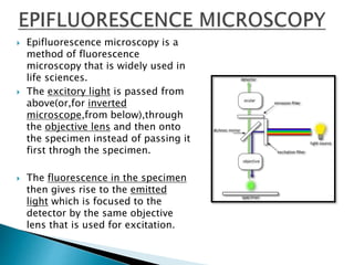 Epifluorescence Microscopy
