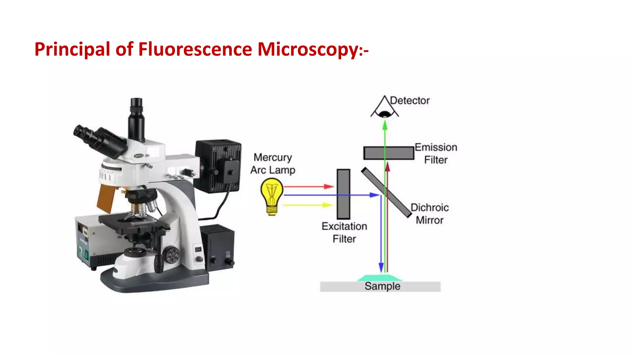 Fluorescence Microscopy | PPTX